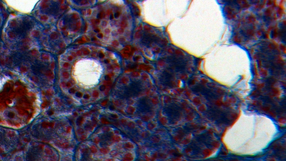 uScopeMX-600 Gallery :: Microscopes Intl.